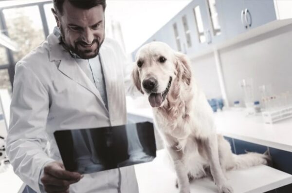 Neutering and spaying a dog: Everything you need to know - PerfectSeal