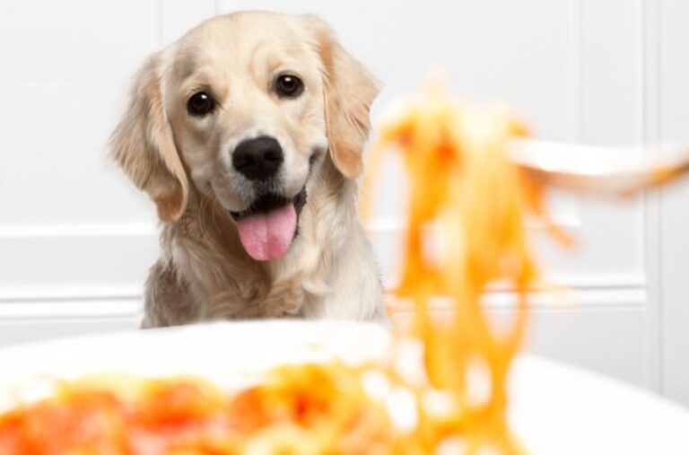 Neutering and spaying a dog: Everything you need to know - PerfectSeal